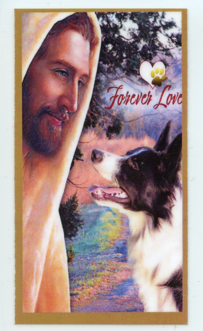 Prayer for the Loss of Your Border Collie U - LAMINATED HOLY CARDS- QU ...
